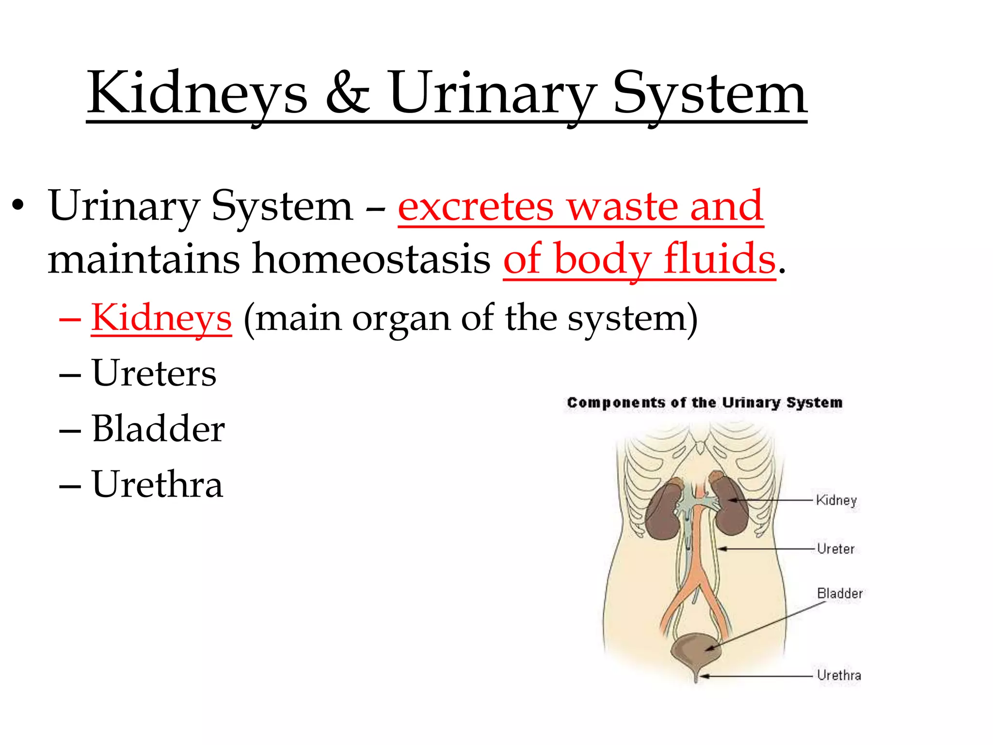 Excretory system ppt | PPT