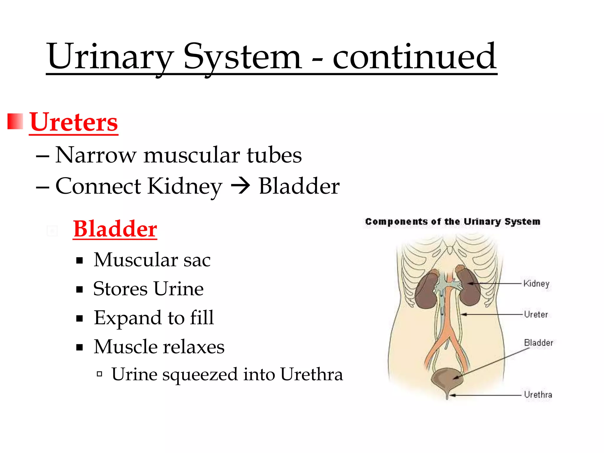 Excretory system ppt | PPT