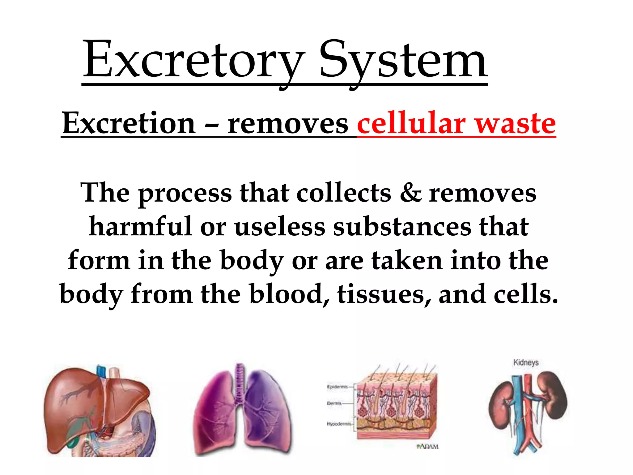 Excretory system ppt | PPT