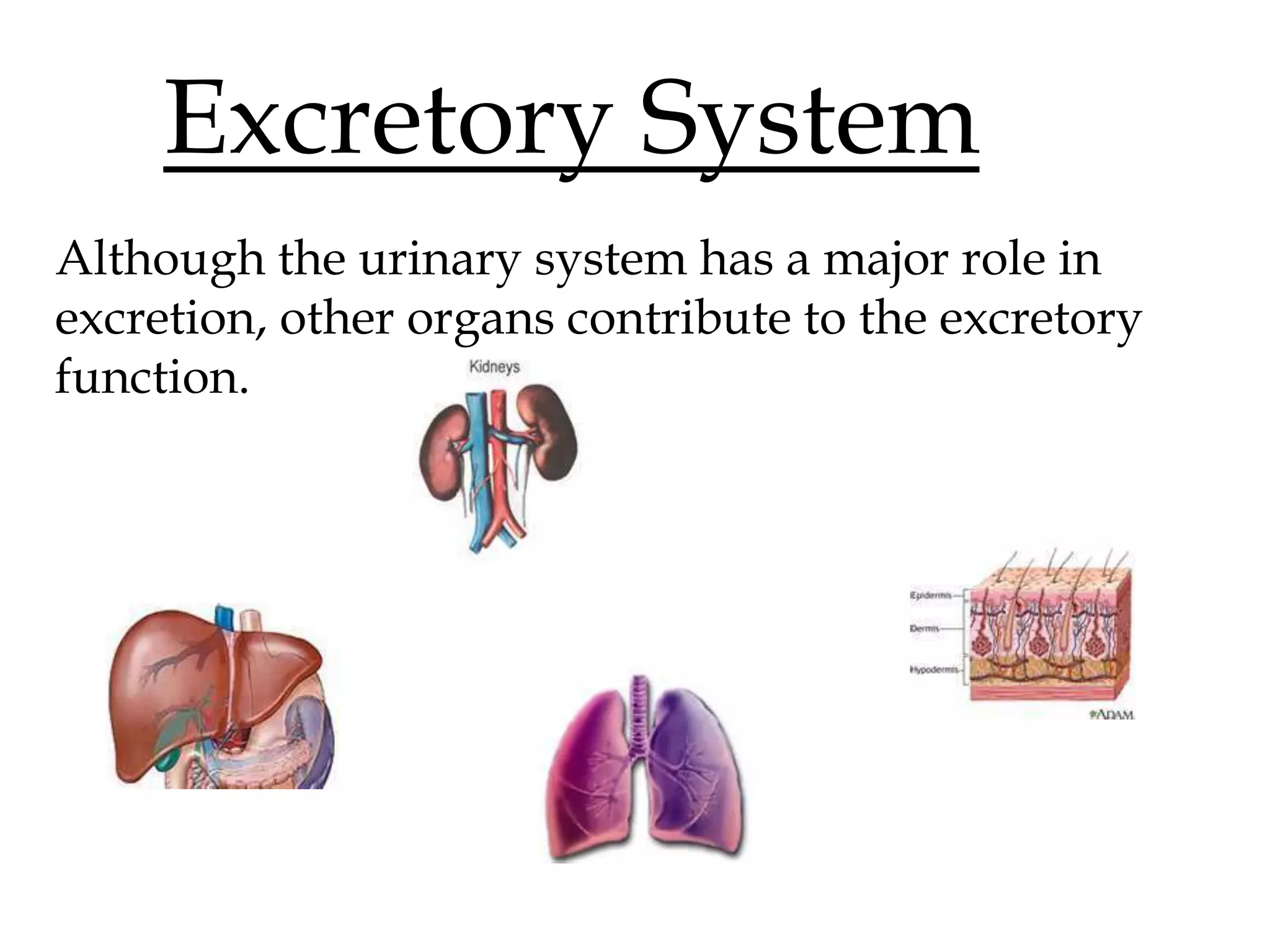 Excretory system ppt | PPT