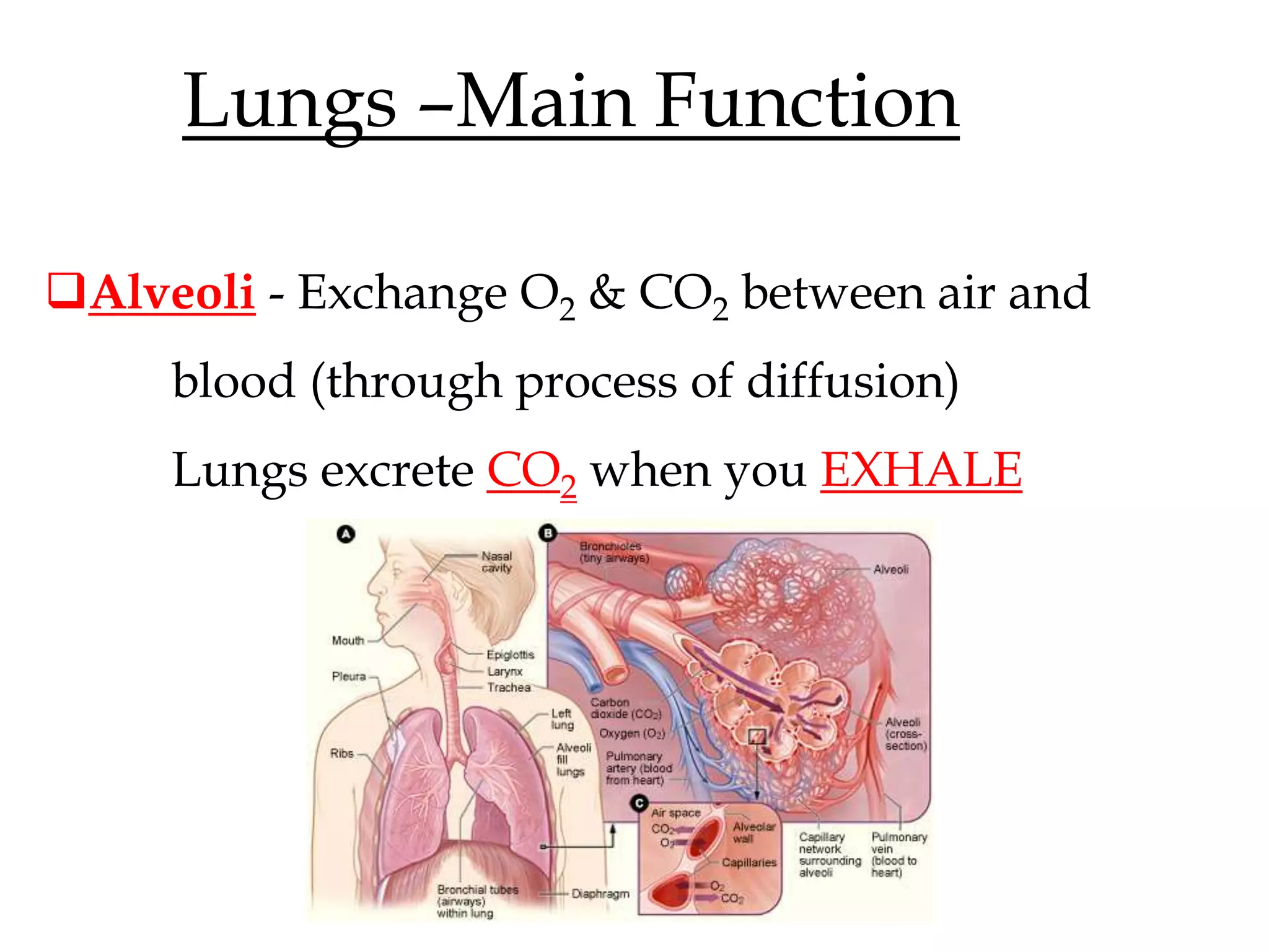 Excretory system ppt | PPT