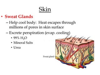 Excretory system ppt | PPT
