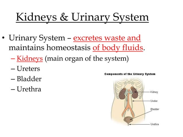 Excretory system ppt | PPT