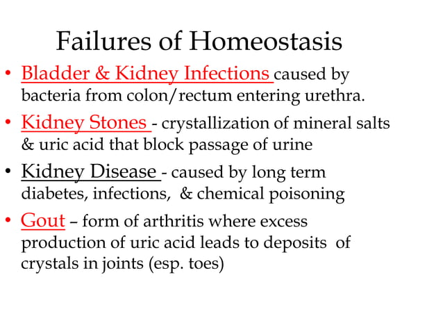 Excretory system ppt | PPT