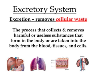 Excretory system ppt | PPT