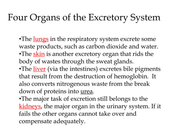 Excretory system ppt | PPT