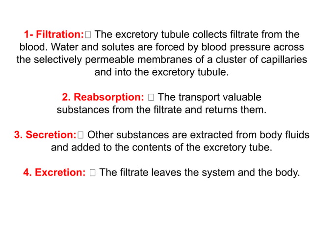 Excretory system ppt | PPT