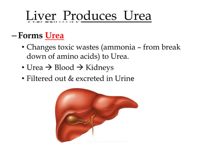 Excretory system ppt | PPT