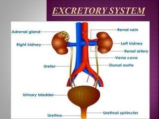 Excretory system presentation | PPTX