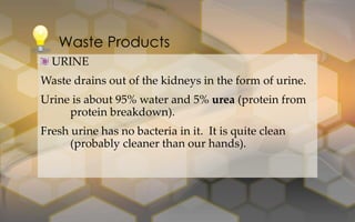 Excretory System | PPTX