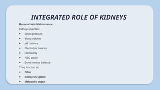 Human Excretory System (RIT): Kidney Functions & Urine Formation Made ...