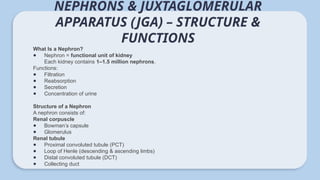 Human Excretory System (RIT): Kidney Functions & Urine Formation Made ...