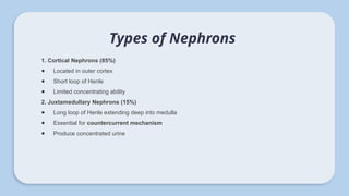 Human Excretory System (RIT): Kidney Functions & Urine Formation Made ...