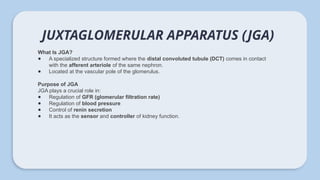 Human Excretory System (RIT): Kidney Functions & Urine Formation Made ...