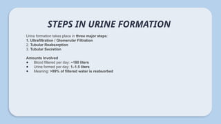 Human Excretory System (RIT): Kidney Functions & Urine Formation Made ...