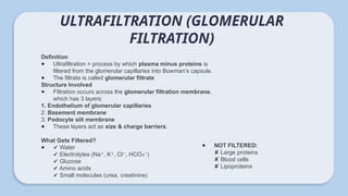 Human Excretory System (RIT): Kidney Functions & Urine Formation Made ...