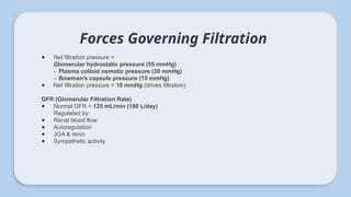 Human Excretory System (RIT): Kidney Functions & Urine Formation Made ...