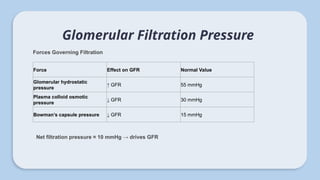 Human Excretory System (RIT): Kidney Functions & Urine Formation Made ...