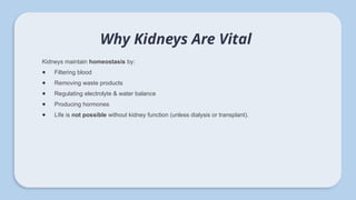 Human Excretory System (RIT): Kidney Functions & Urine Formation Made ...