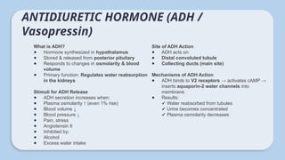 Human Excretory System (RIT): Kidney Functions & Urine Formation Made ...