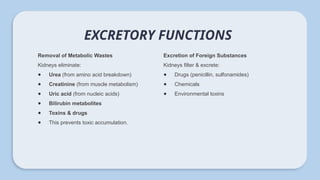 Human Excretory System (RIT): Kidney Functions & Urine Formation Made ...