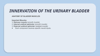 Human Excretory System (RIT): Kidney Functions & Urine Formation Made ...