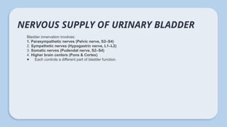 Human Excretory System (RIT): Kidney Functions & Urine Formation Made ...