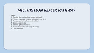 Human Excretory System (RIT): Kidney Functions & Urine Formation Made ...