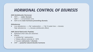 Human Excretory System (RIT): Kidney Functions & Urine Formation Made ...