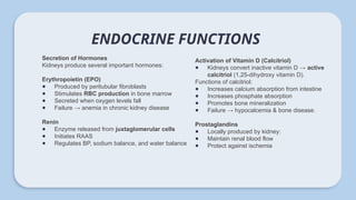 Human Excretory System (RIT): Kidney Functions & Urine Formation Made ...