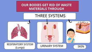 Human Excretory system and urinary system | PPTX