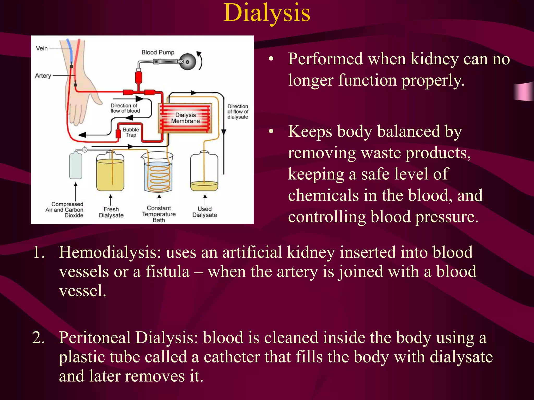excretorysystemwebquest.ppt