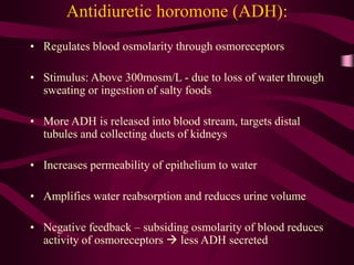 excretorysystemwebquest.ppt