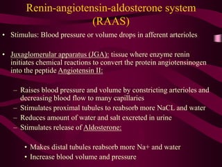 excretorysystemwebquest.ppt