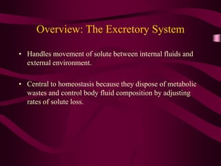 excretorysystemwebquest.ppt