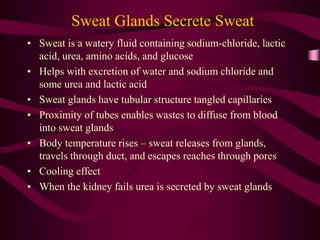 excretorysystemwebquest.ppt