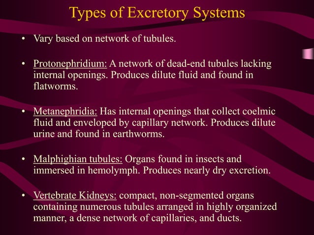 excretorysystemwebquest.ppt