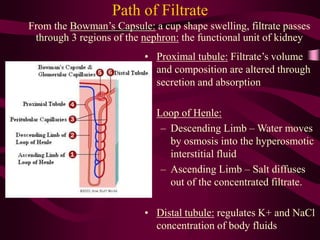 excretorysystemwebquest.ppt