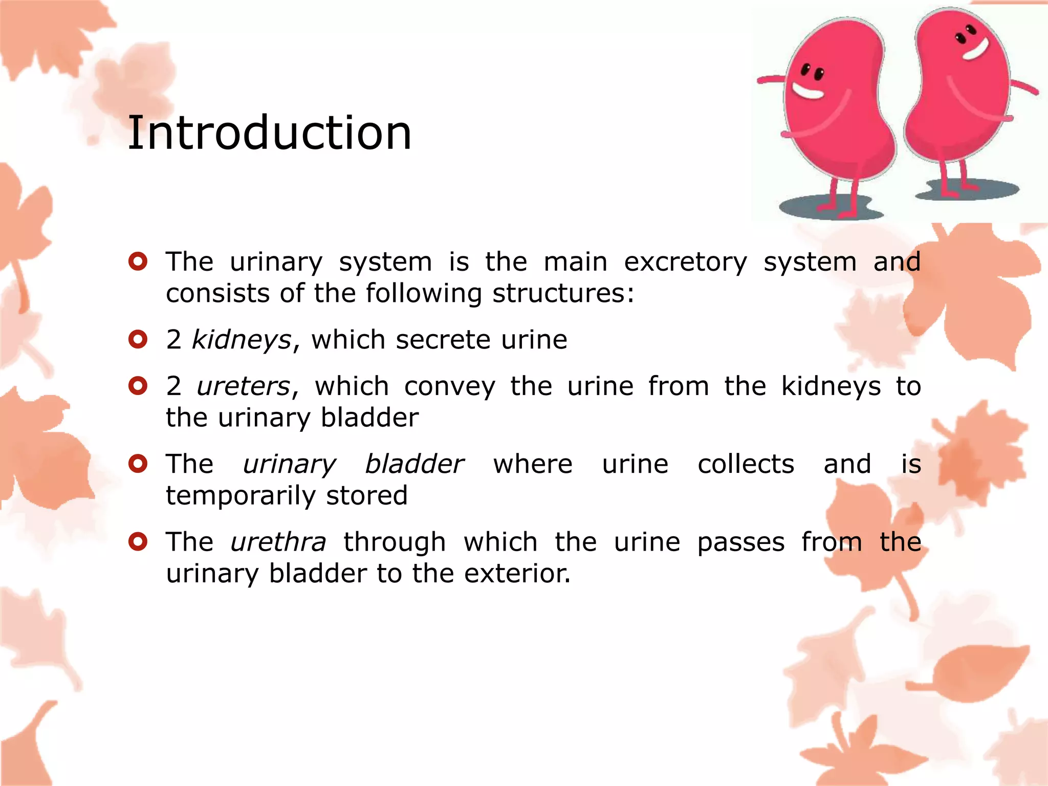 Urinary System Anatomy | PPT