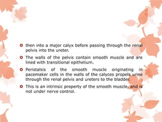 Urinary System Anatomy | PPTX