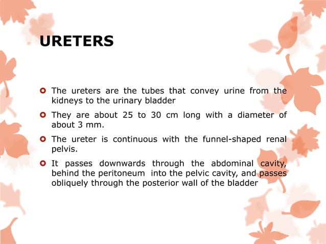 Urinary System Anatomy | PPTX
