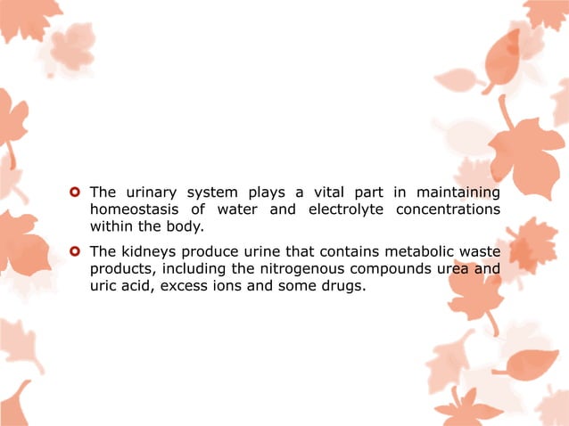 Urinary System Anatomy | PPTX