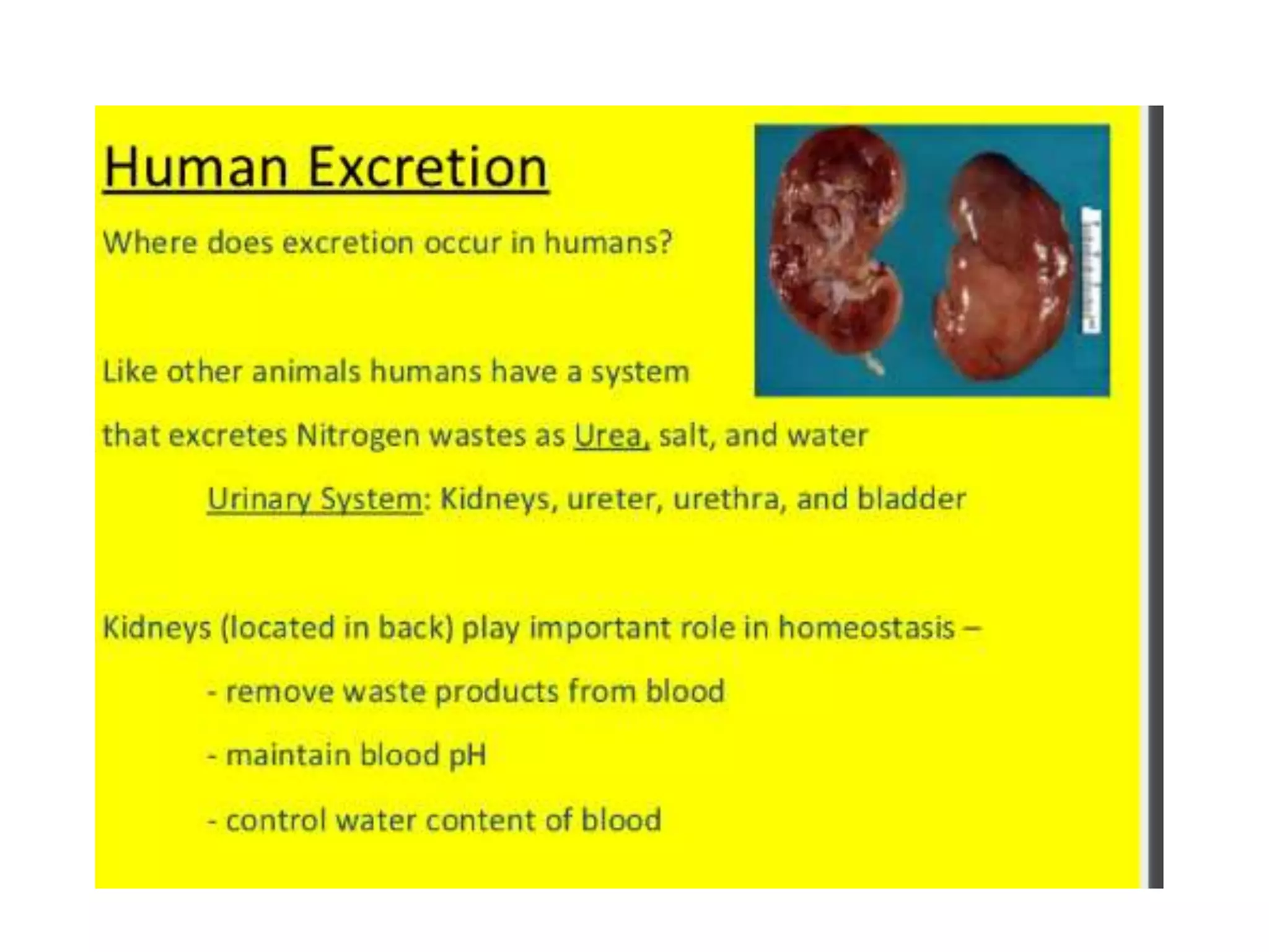 Excretion & Human Waste | PPTX