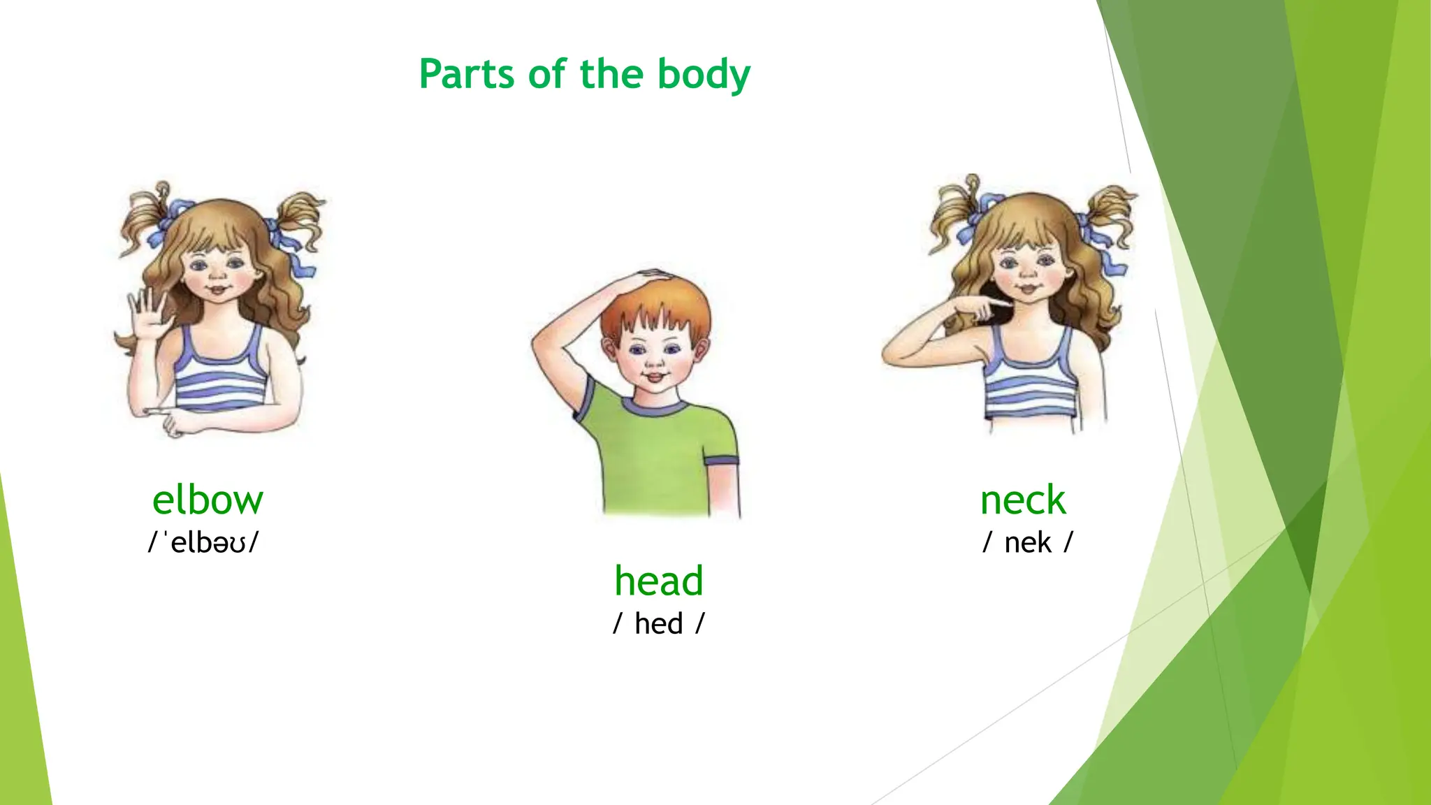 Exemplary_Presentation_ Parts of the body.pptx