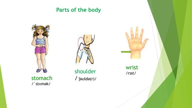 Exemplary_Presentation_ Parts of the body.pptx