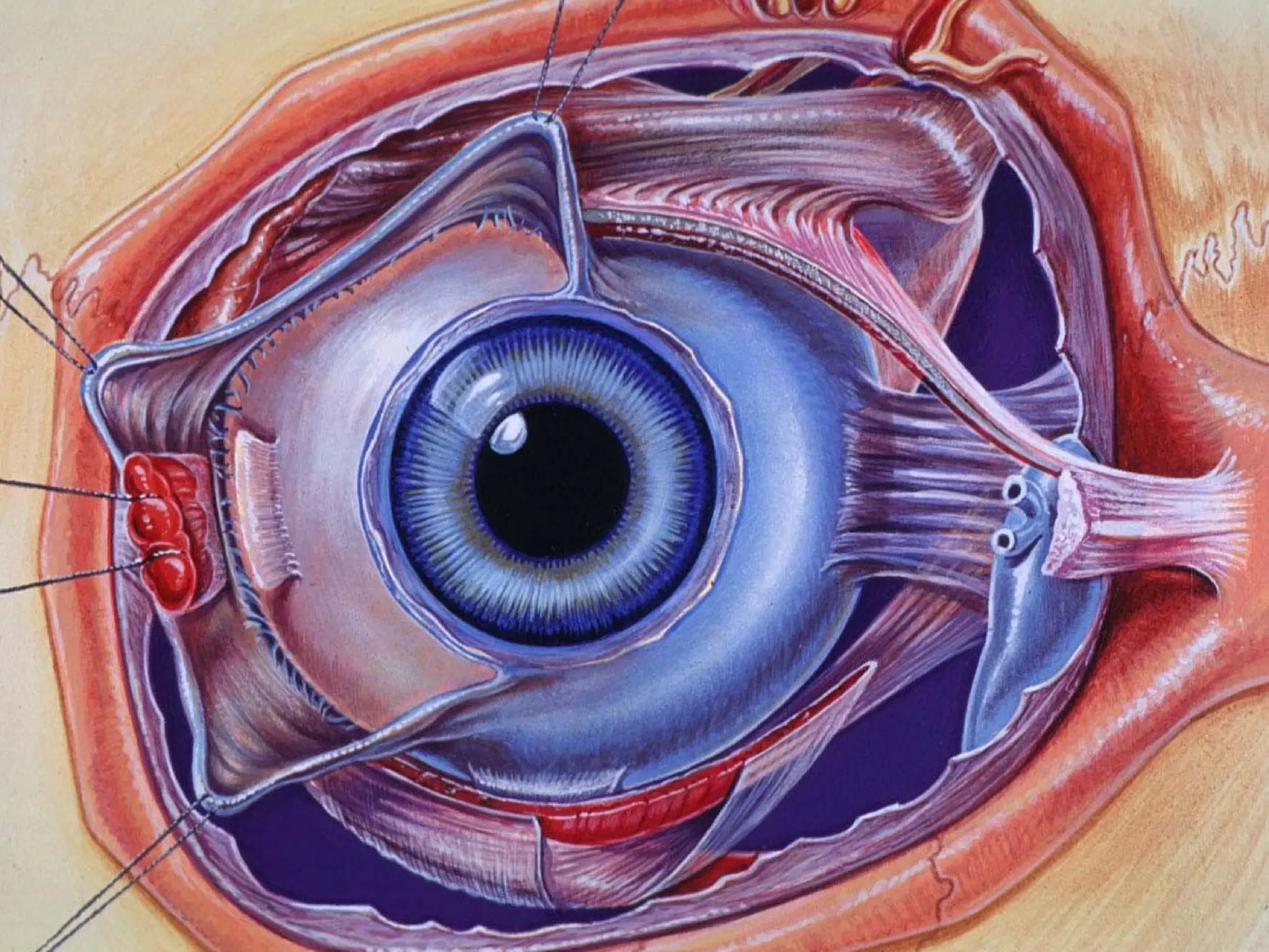Exenteration of the Orbit - orbital surgery | PPT