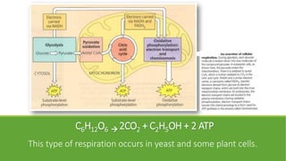 Cellular Respiration in Yeast | PDF