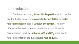 Cellular Respiration in Yeast | PDF