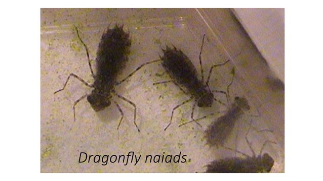 Exer 6-7.pptx leaning veterinary medicine | PPT