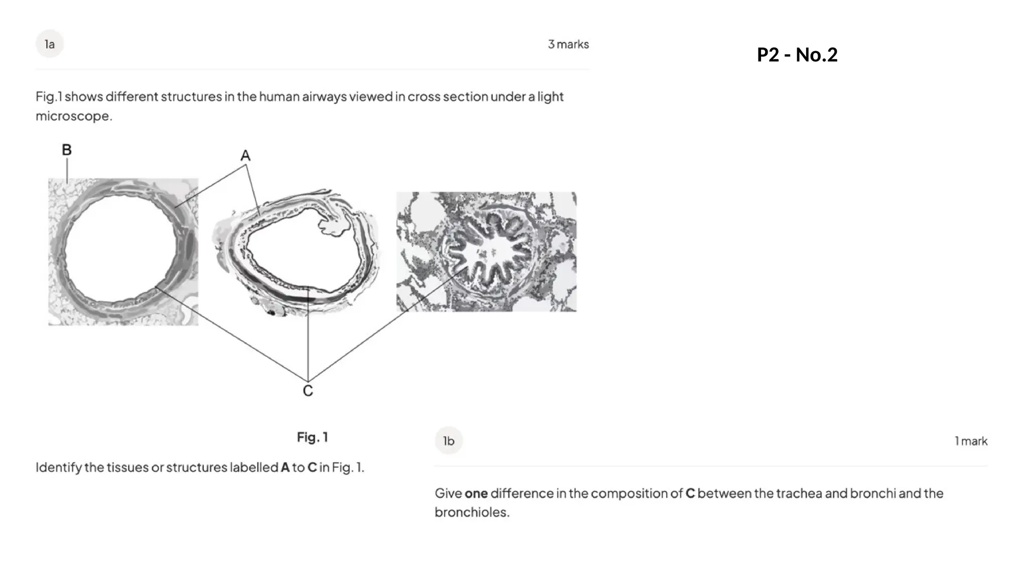 Exercise - Gas Exchange in Human Respiratory System | PPTX